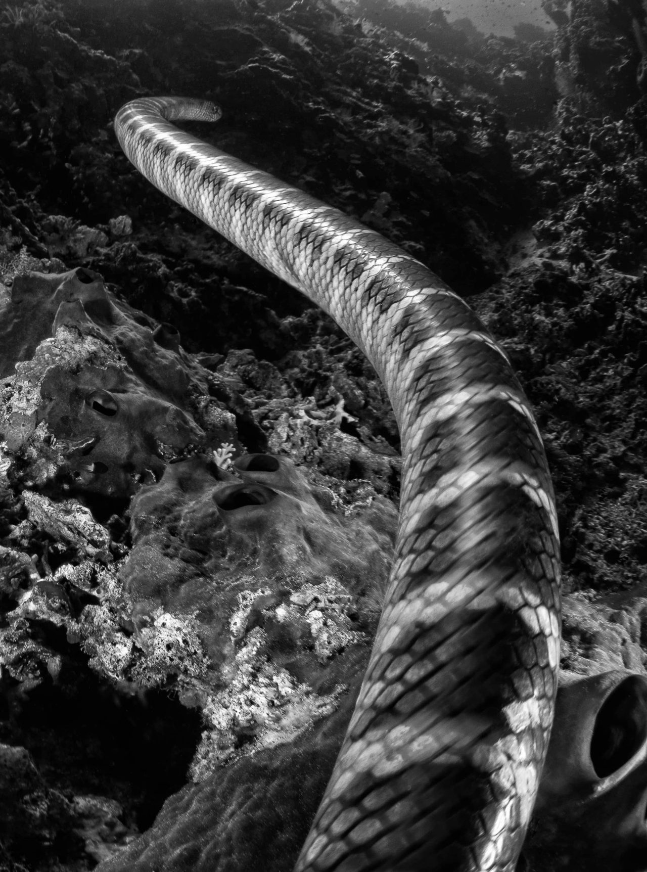 Black and White Photo Awards 2023 Winners Gallery
